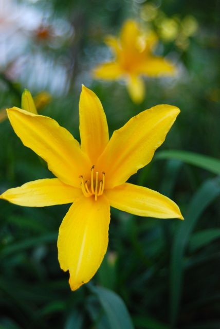 Wife, Mother, Gardener: Gardening in Pennsylvania ~ GBBD July 2012