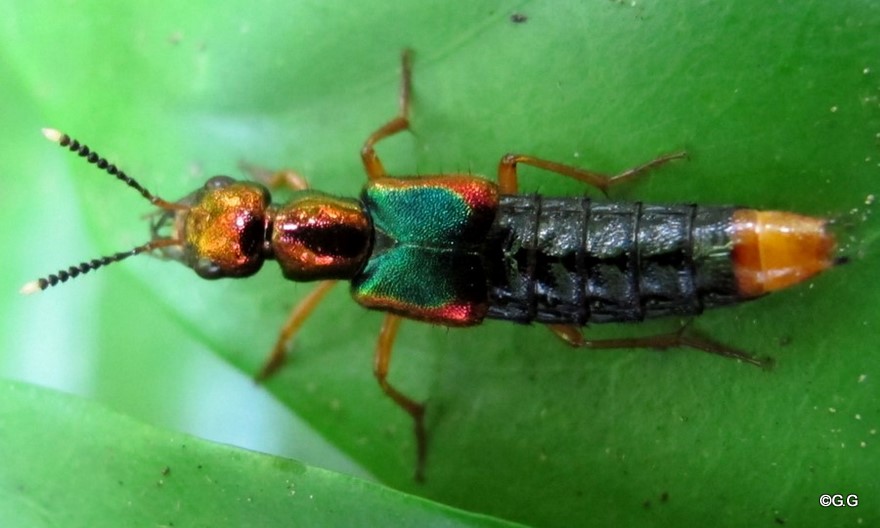 Nature Wonders Gershonized: Papua New Guinea collection of insects 9_2011