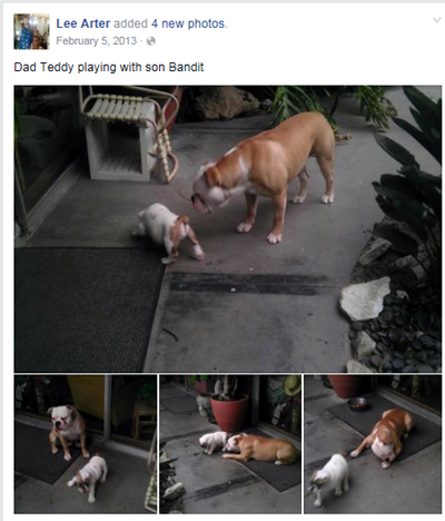 Four legged friends (and enemies): How David Hasselhoff's Ex Saved ...