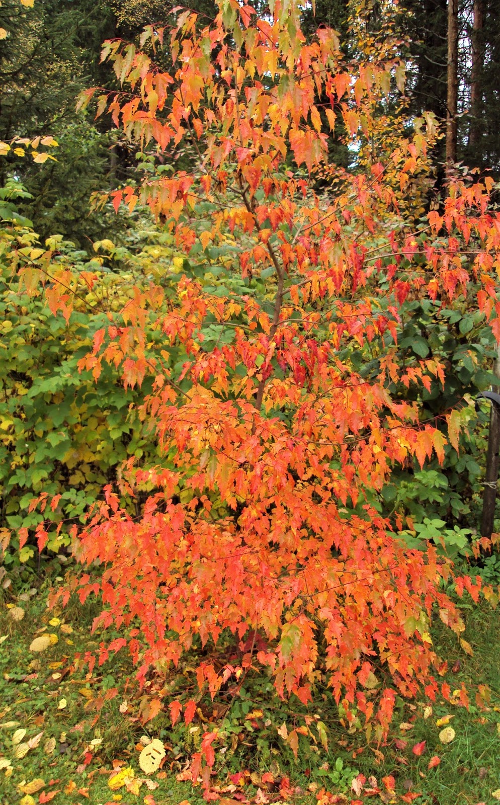 Vaarin torpan puutarha: Haaste - merkityksellinen puu