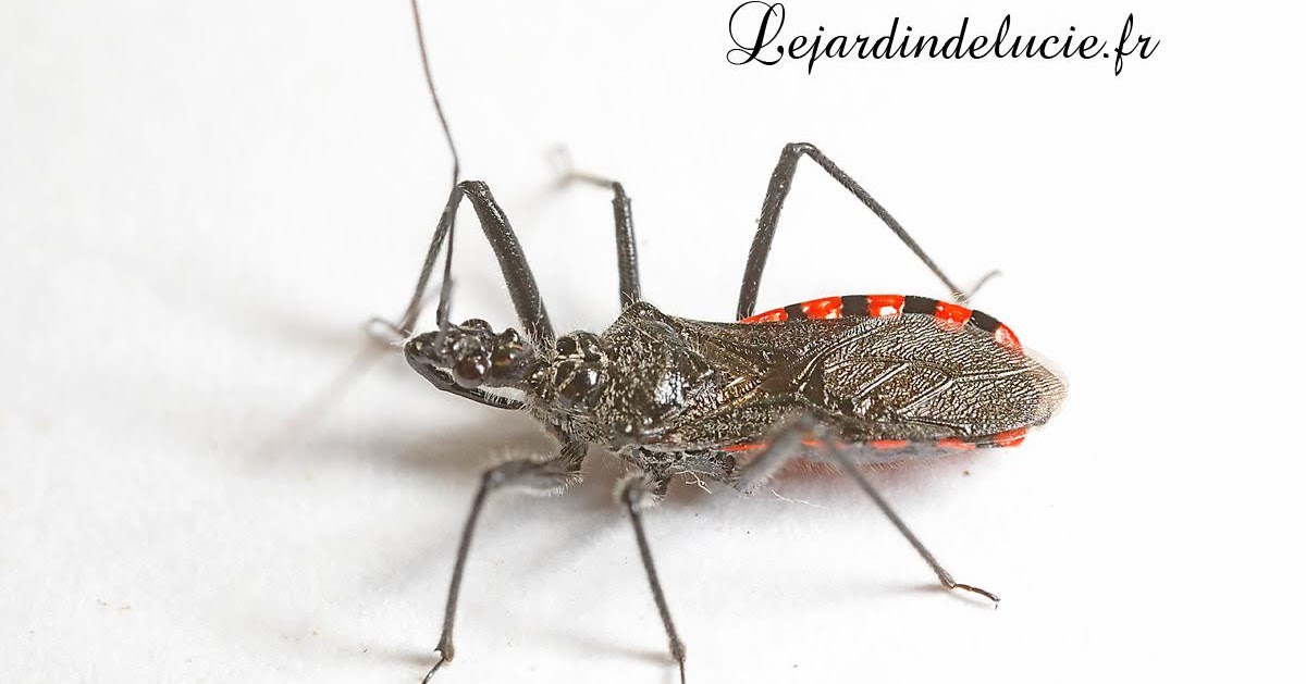 Sphedanolestes sanguineus une petite Réduve presque toute noire!