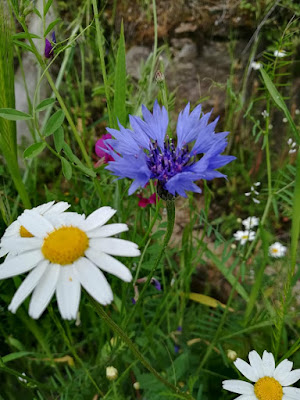 Aciano azul (Centaurea cyanus) ~ ¢La Mujer del Bosque
