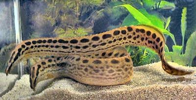 Mancing Gaya Asyik =): Ikan Tilan ( mastscembelidae )