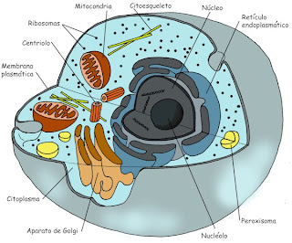 Celulas somaticas y reproductoras...