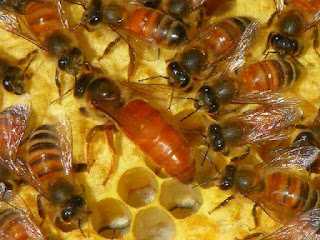 Membuat Ratu Lebah Lokal Yang Berukuran Besar - saung petani