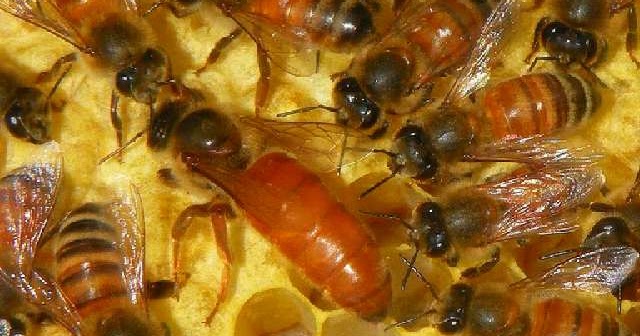 Membuat Ratu Lebah Lokal Yang Berukuran Besar - saung petani