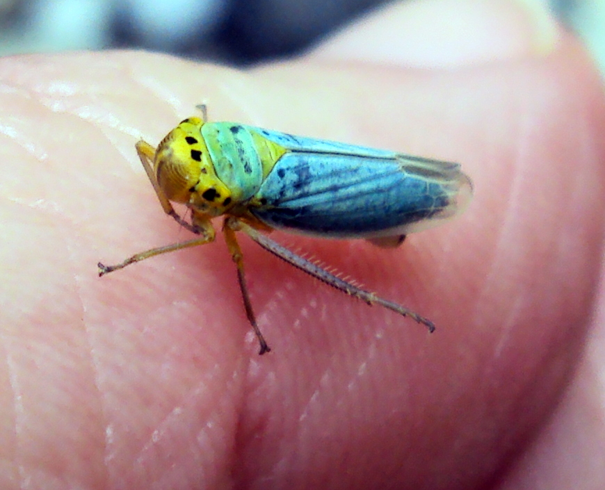 Taxonomía Arthropoda: Clase Insecta Orden Hemiptera