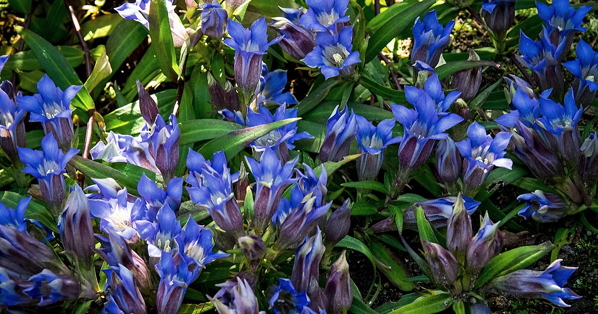 FROM THE GARDEN OF ZEN: Rindo (Gentiana scabra var. buergeri) flowers ...