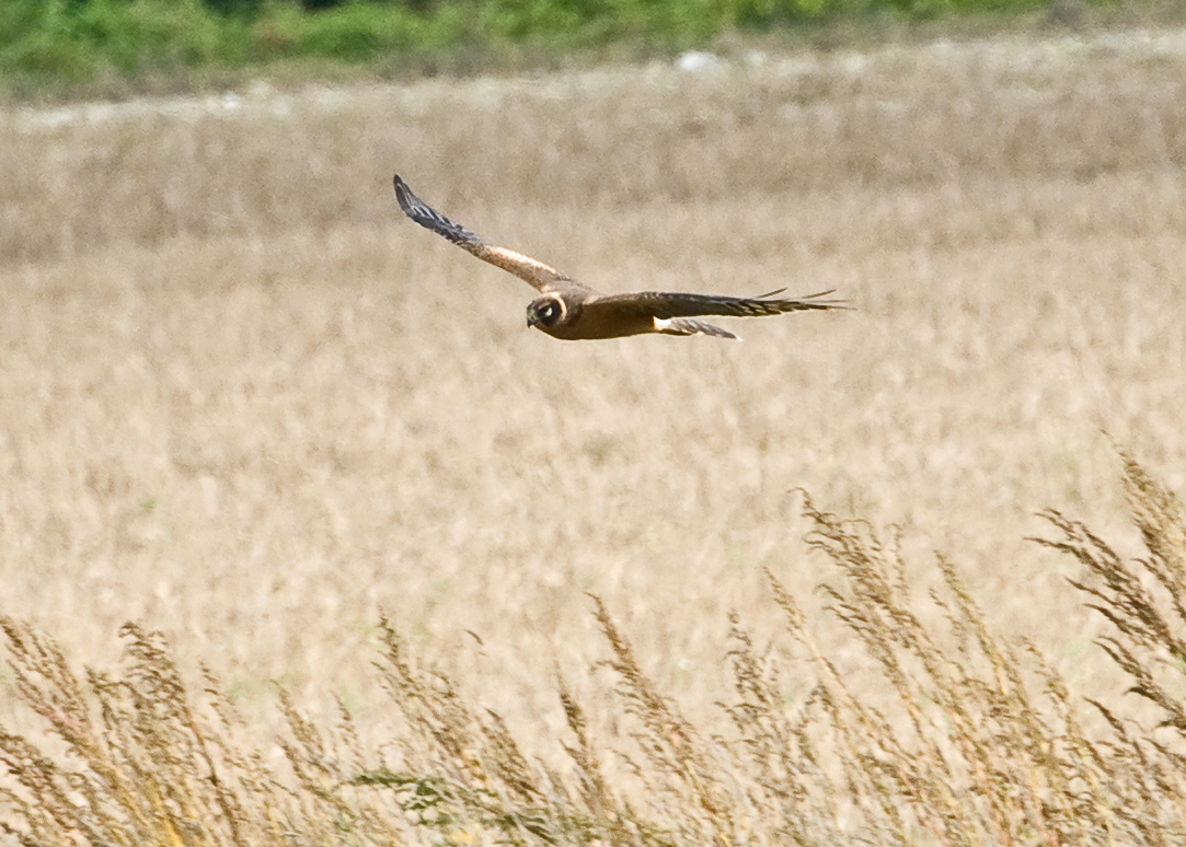Greater Kent Birder: September 2011