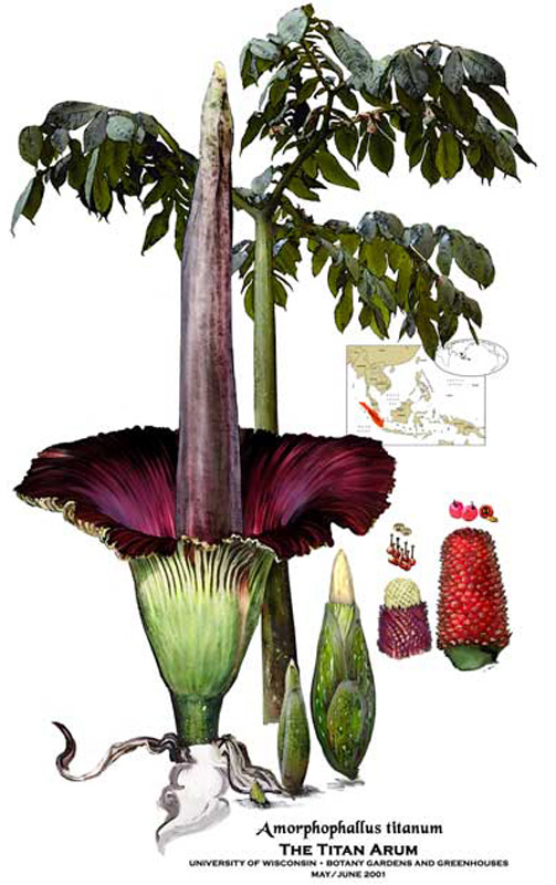 Bushranger: Titan Arum