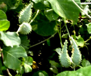 MOOLIGAI MARUTHUVAM: நெஞ்சு கோழையை அகற்றும் வேலிப்பருத்தி DAEMIA EXTENSA