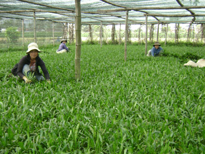 AgroNegocios: El Culantro Coyote,Cilantro Ancho (Eryngium Foetidum): La ...