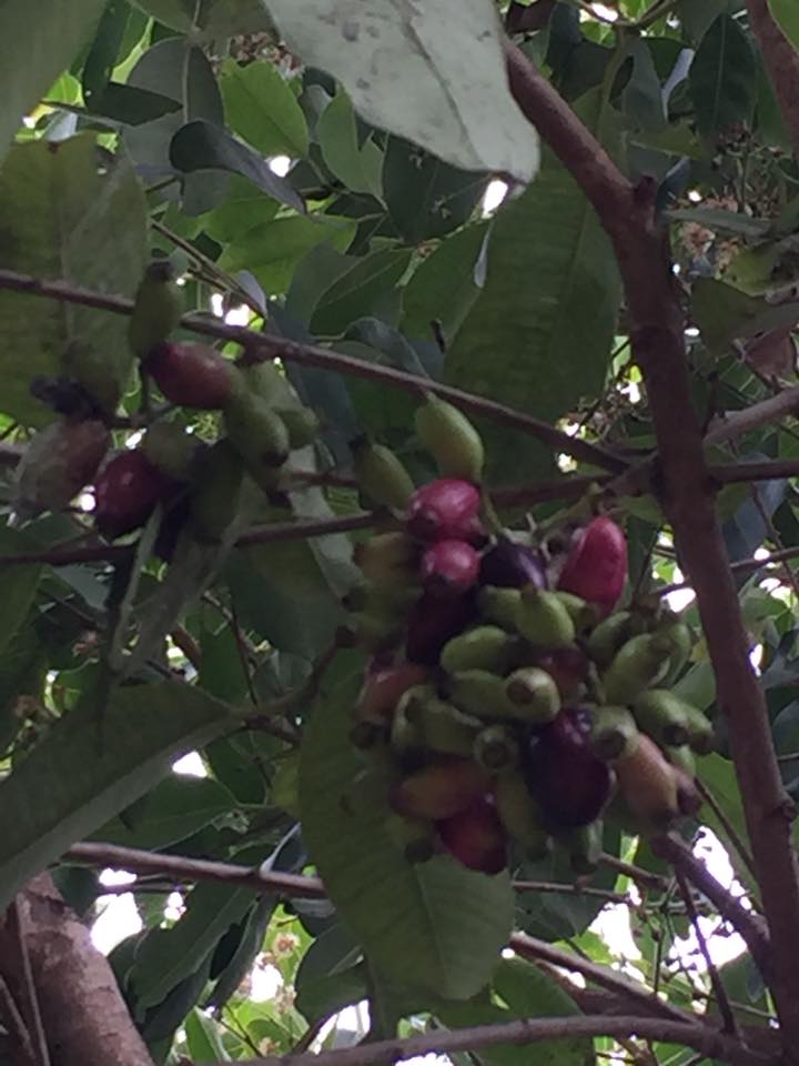 Duwet (Jamblang), Buah Langka yang Memiliki Sejuta Khasiat. - HEALTH