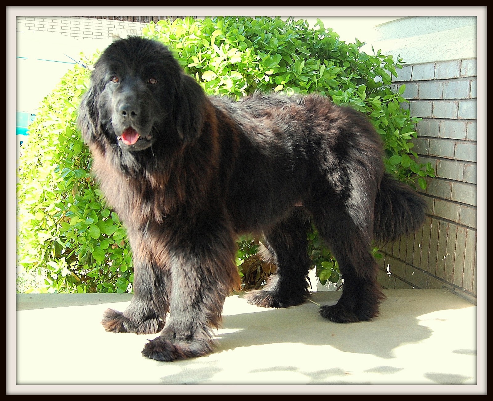 Wasatch Newfoundlands: Our Newfies