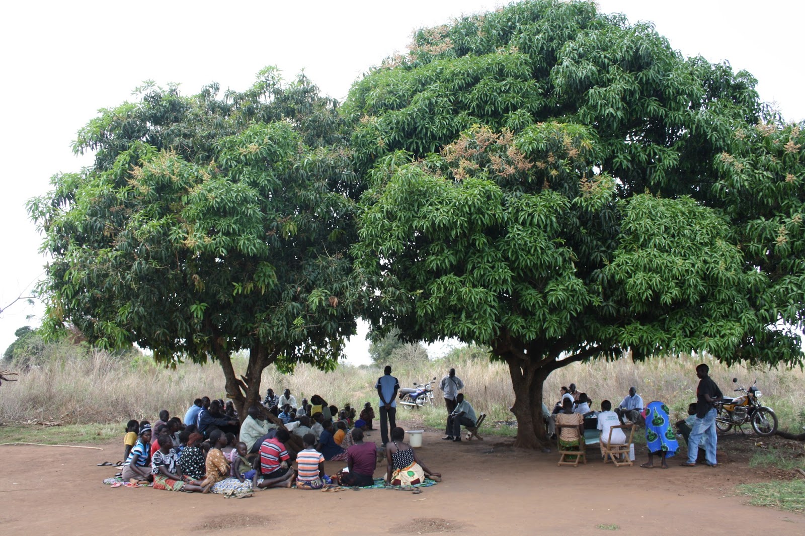 Times in Tanzania: Food: Mangoes