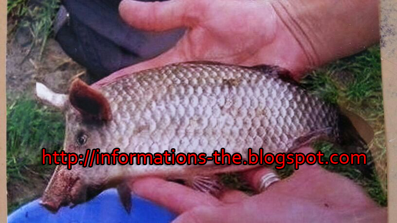 Edisi Pelik! Gambar Ikan Berkepala Babi Tersebar!:The Kaki Wayang!