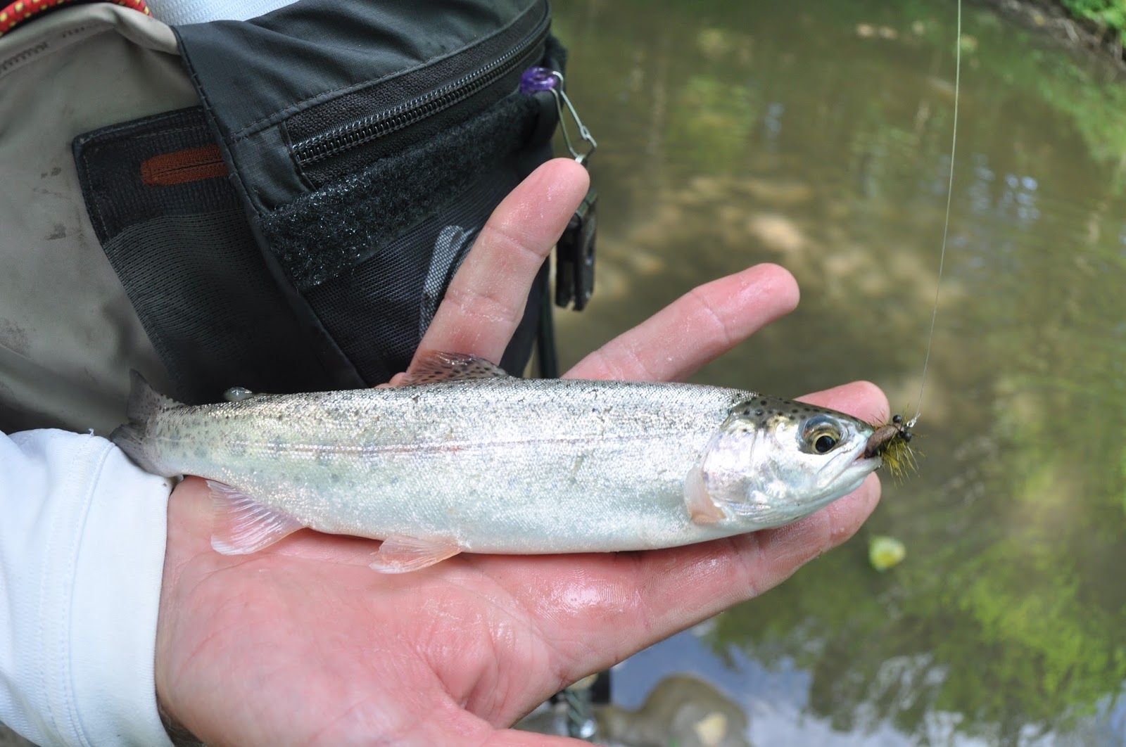 ADDENDUM TO PART II- SMOLTING- STEELHEAD PROGNOSIS 2016 ~ Matt Supinski ...
