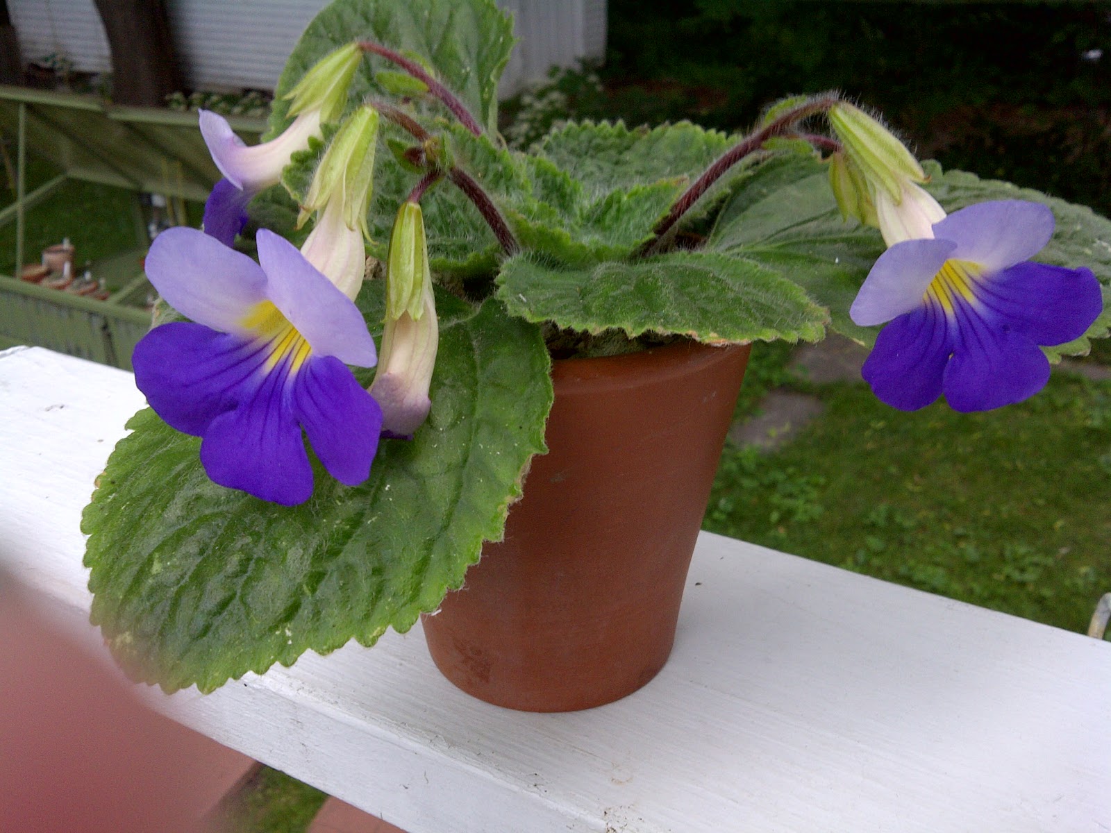 Caerulean Skies: Chirita Dielsii