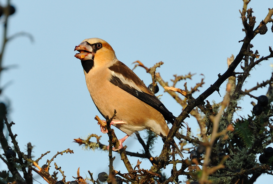Steve Rogers birding: New Hawfinch images
