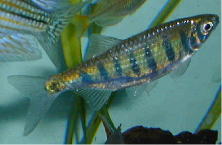 Fishes Images: Barred danio