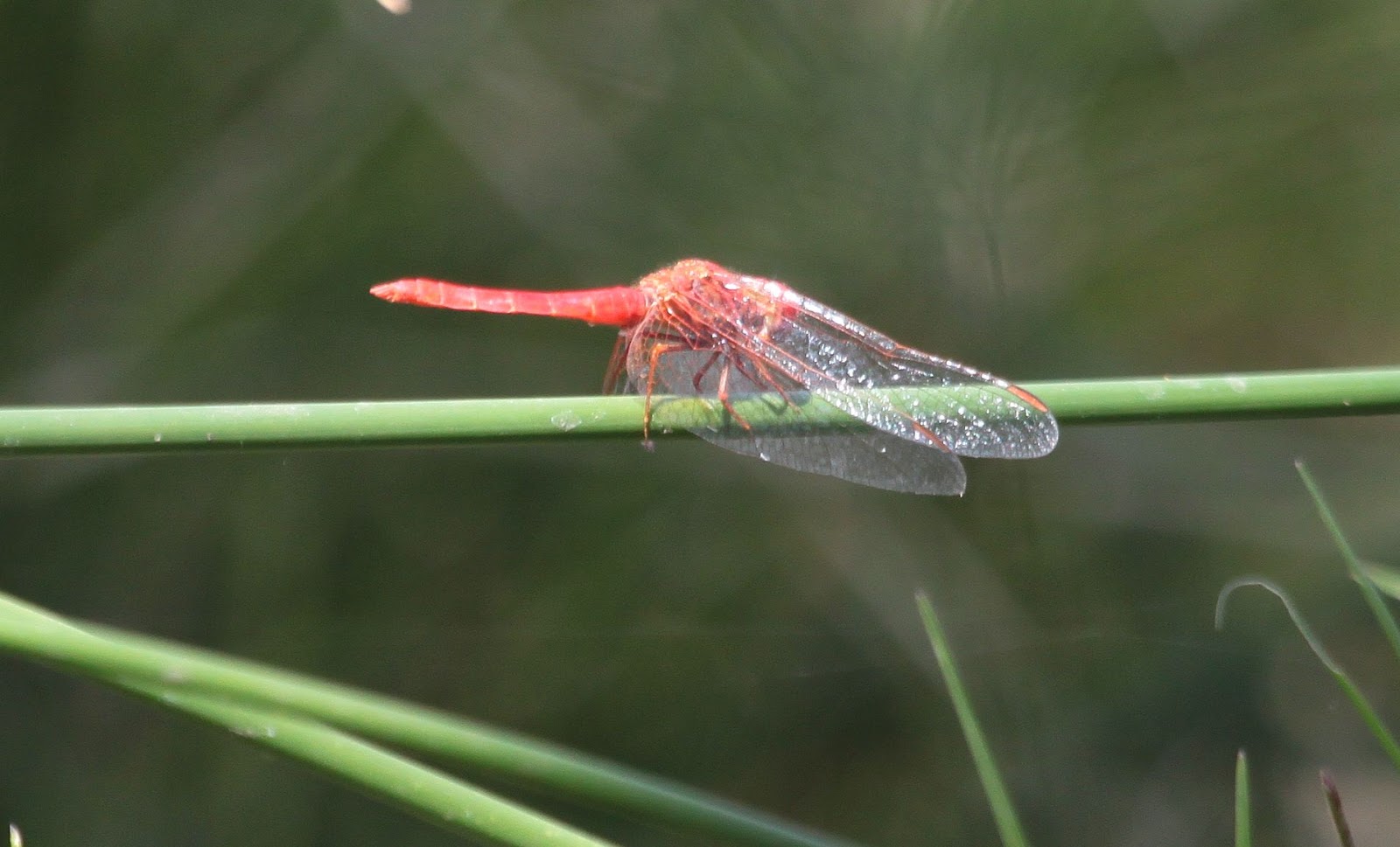 Richard Waring's Birds of Australia: Nyirripi and back trip 2
