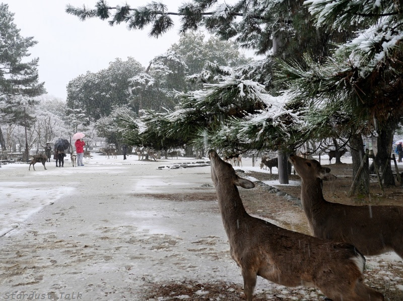 Stardust Talk : A crisp and snowy walk through Nara Park