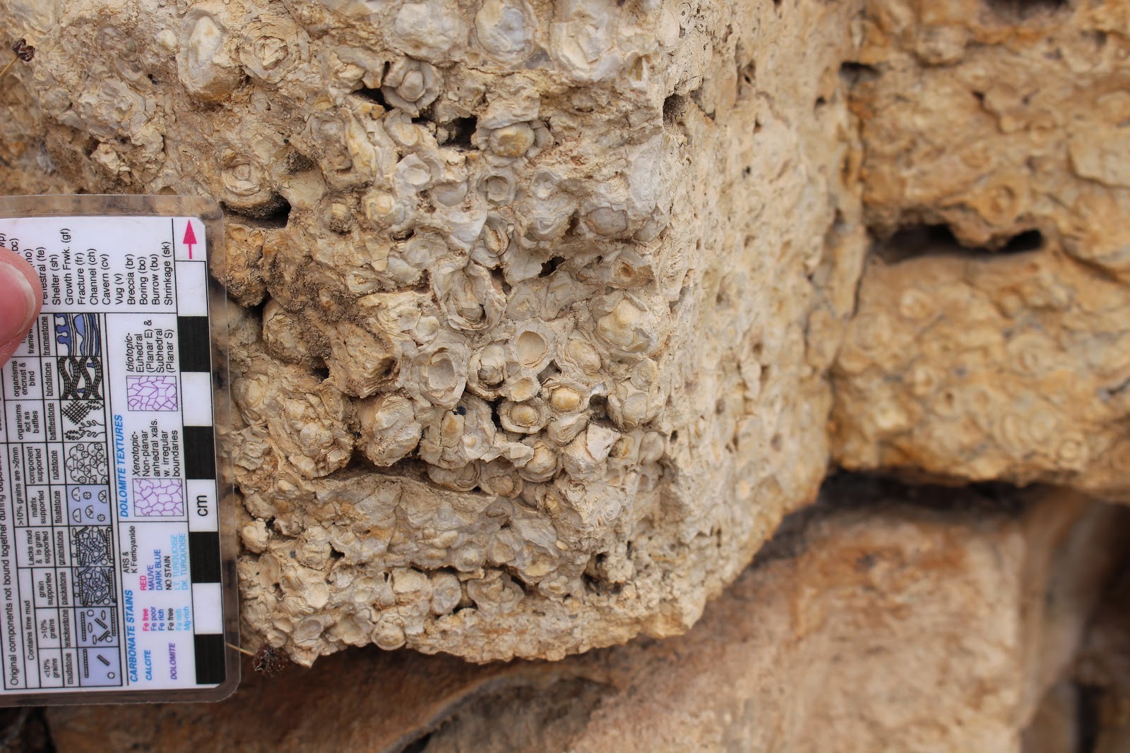 Finding Fossils...: The Permian Capitan Reef