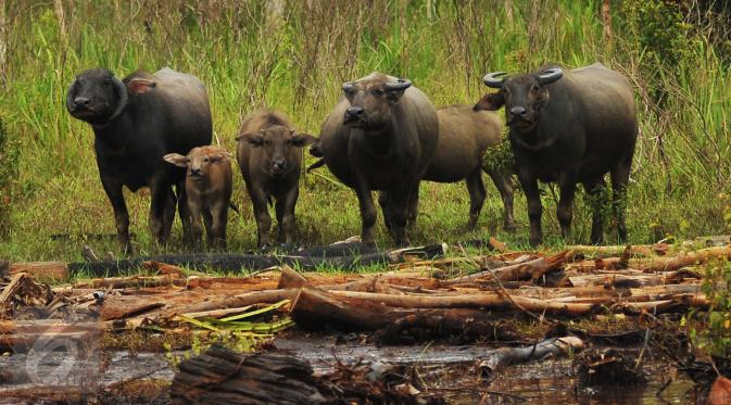 Inilah Kerbau Rawa Sumsel, Salah Satu Kerbau Asli Indonesia | Danang ...