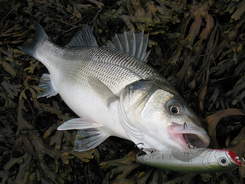 Dutch seabass: Nieuwe Lucky Craft Gunfish 135 ....