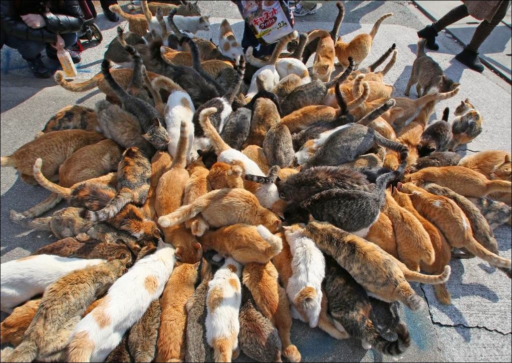ஜ۩۞۩ஜ Azulestrellla ஜ۩۞۩ஜ: En Cat Island o Isla de Tashirojima en Japón.