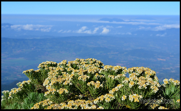 Karakteristik Dan Perawatan Budidaya Bunga Edelweis