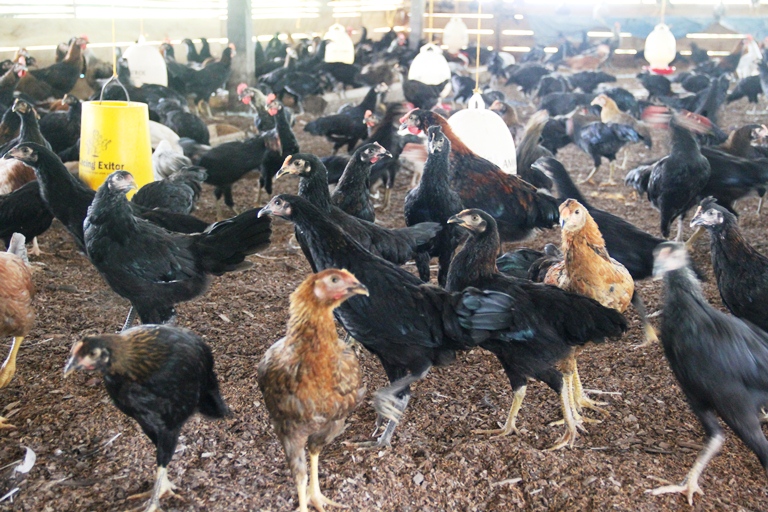 BIBIT AYAM KAMPUNG ASLI ~ BATARA POULTRY SHOP