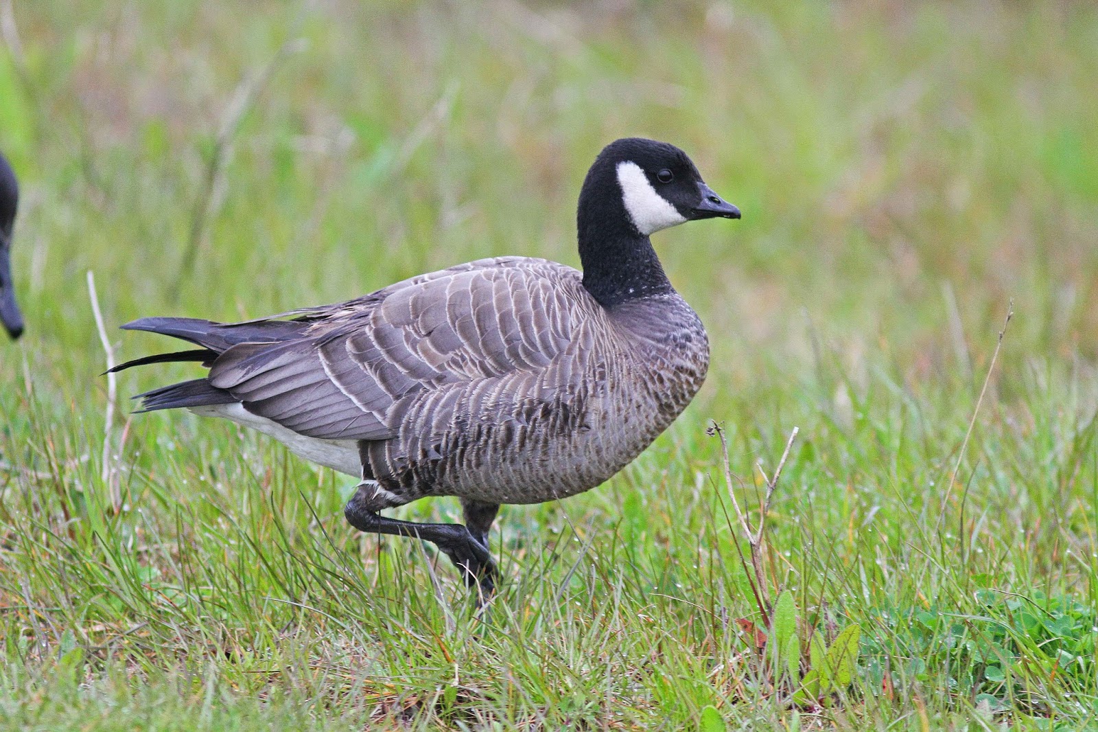 Non-Stop Birding: Ridgway's Canada Goose? and a few migrants