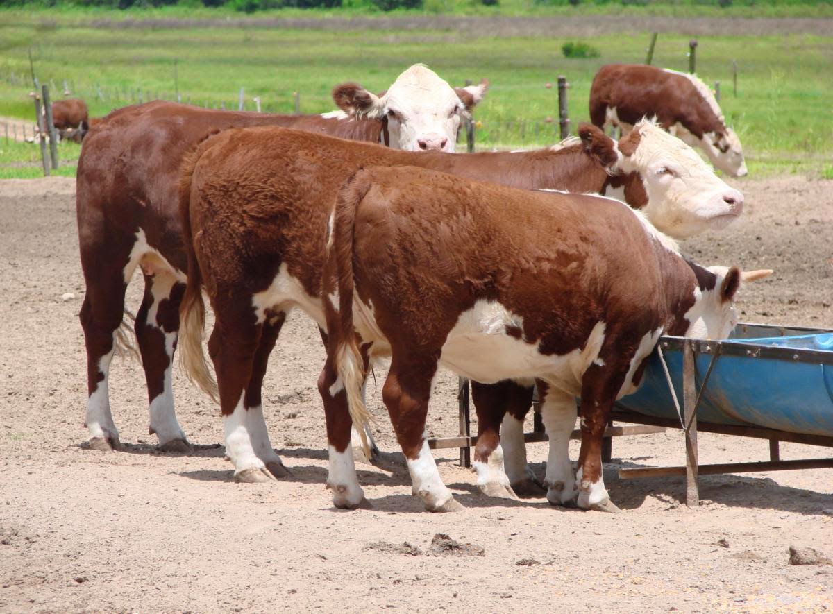 Inta. Cuenca del Salado: Nutrición animal