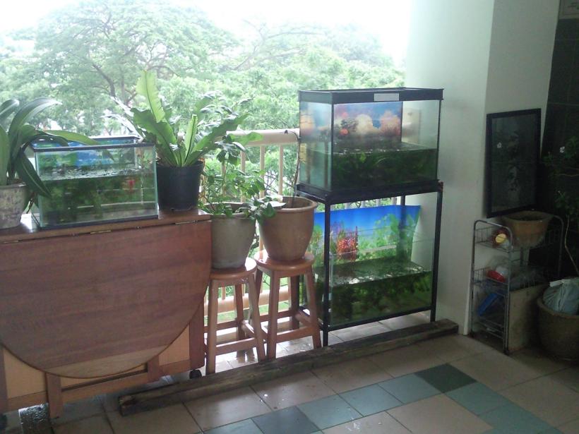 A Day In SG: Fishy Idea for an Outdoor Aquarium to House Tropical Fishes
