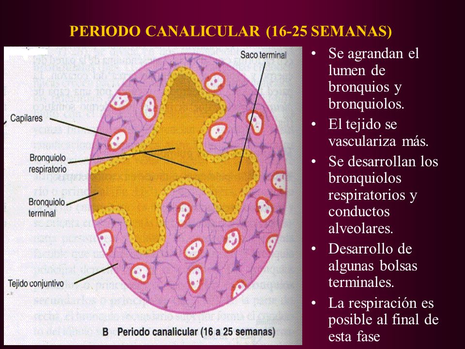 Histoembriologia: Sistema Respiratorio