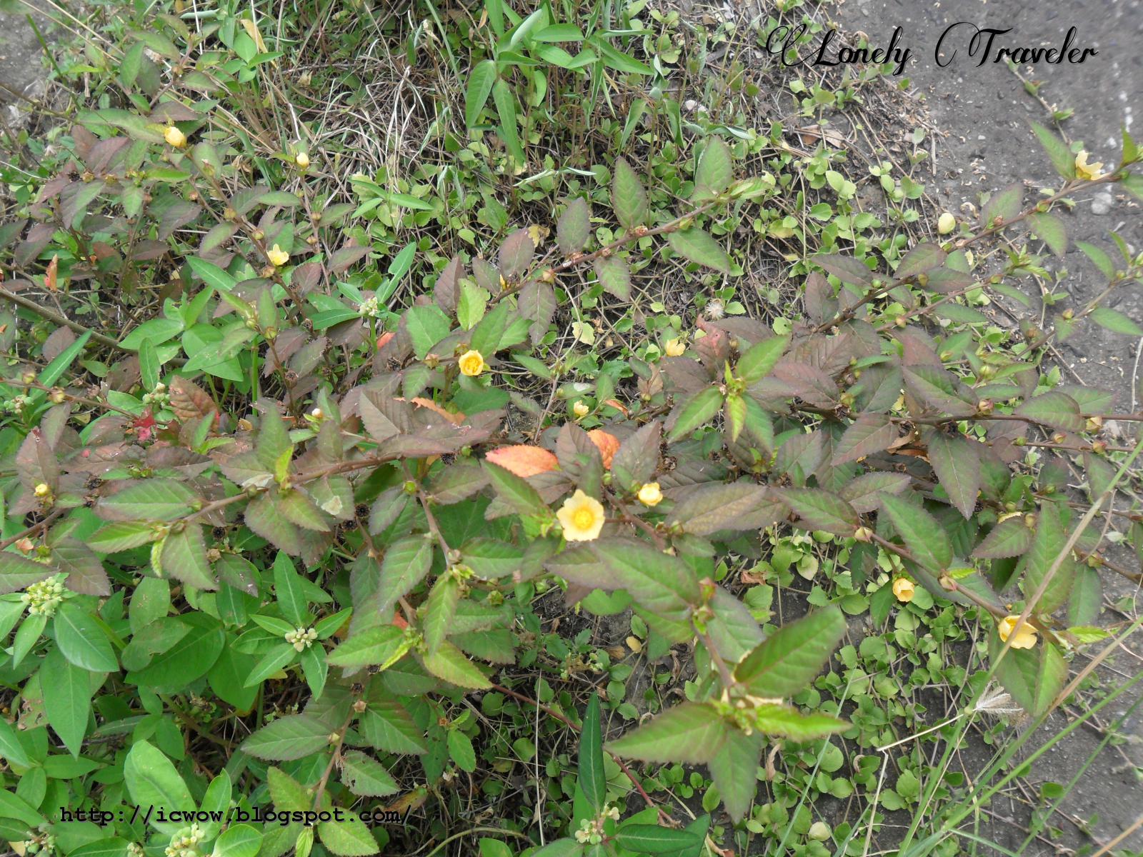 Arrowleaf sida - Sida rhombifolia