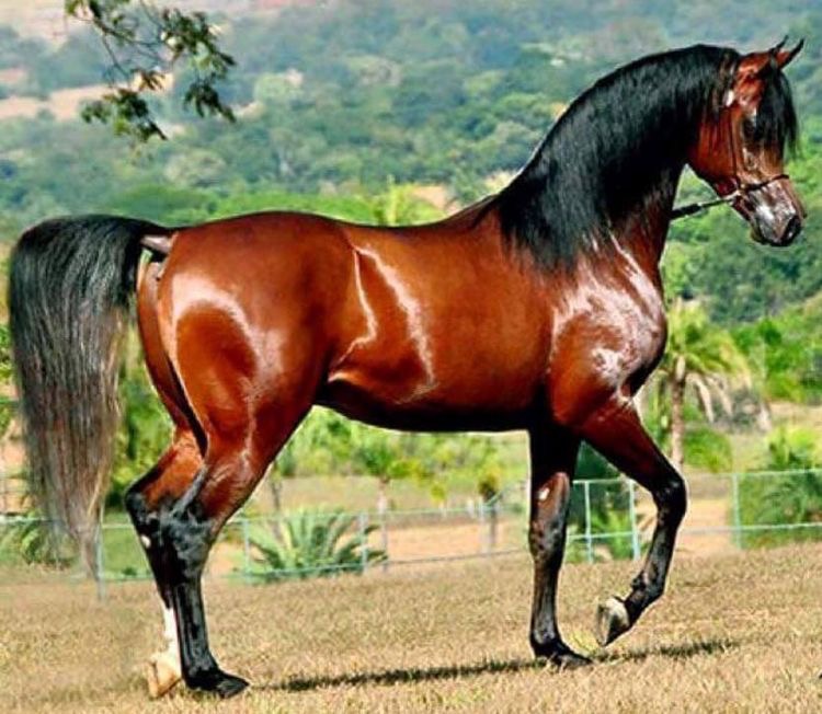 Cavalos | Belas Imagens de Cavalos