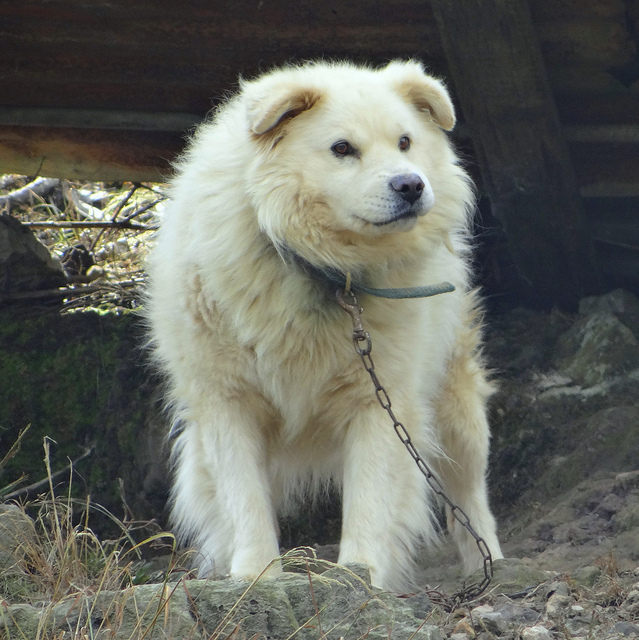 Raças de Cães do Mundo Inteiro: Mucuchies
