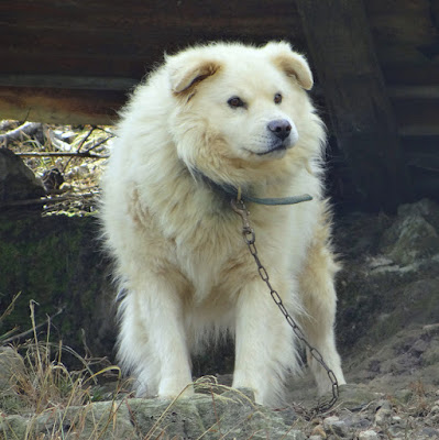 Raças de Cães do Mundo Inteiro: Mucuchies