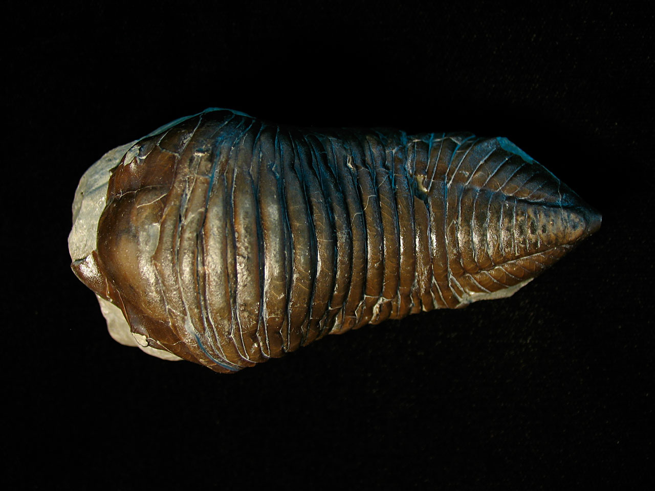 Louisville Fossils and Beyond: May 6, 2013