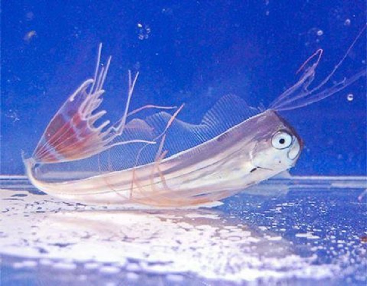 Cool Goby Blog: Baby Oarfish : Regalecus glesne