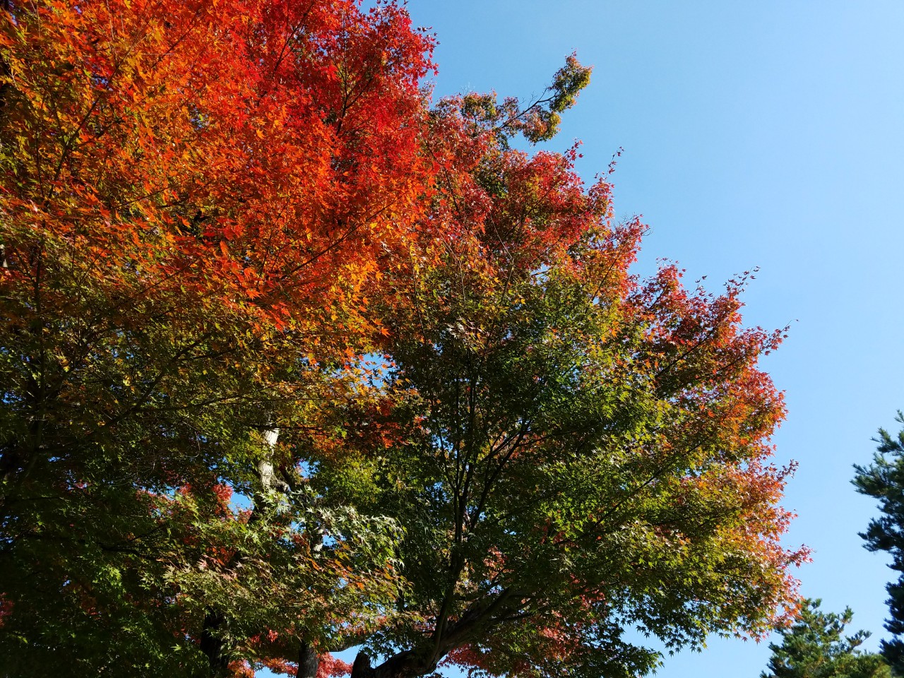 Sekai Ichi: Japan Travel Blog: Kodai-ji