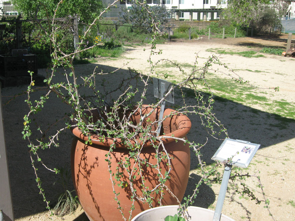 Mother Nature's Backyard - A Water-wise Garden: Plant of the Month ...
