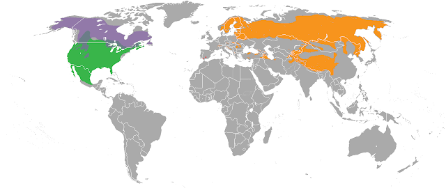 Abe's Animals: Total lynx range map