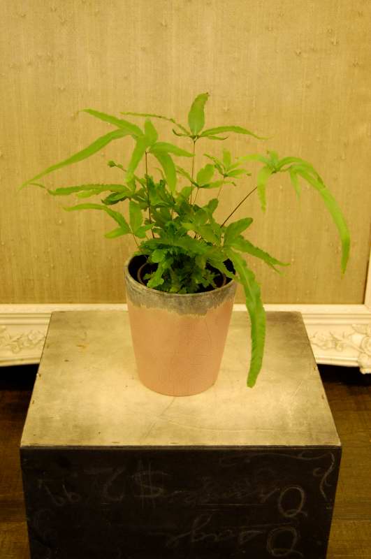 The Indoor Garden: Keeping a Pteris Fern