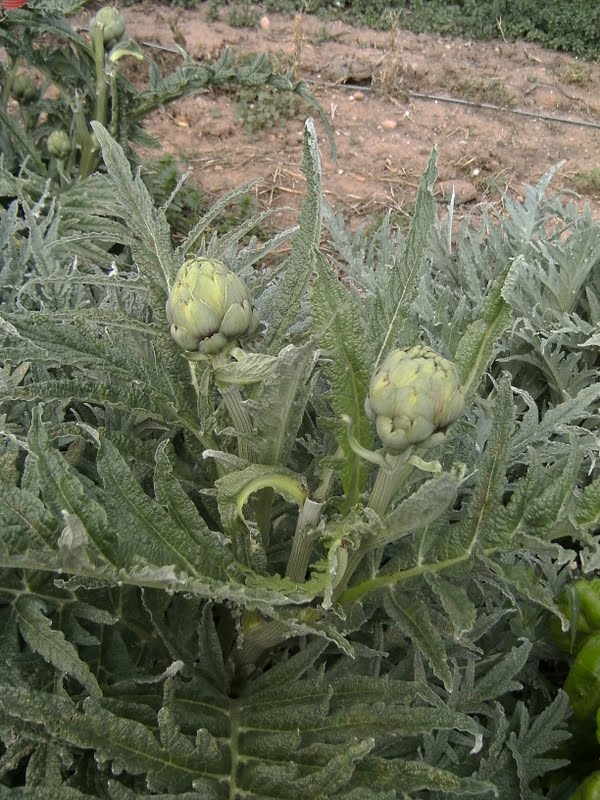naturconsejos: ALCACHOFERA (Cynara scolymus)
