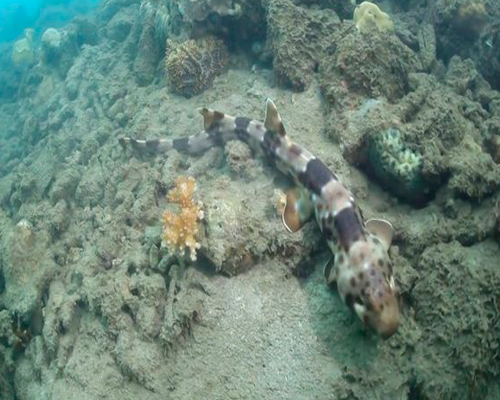 animales contentos: Tiburon bambu