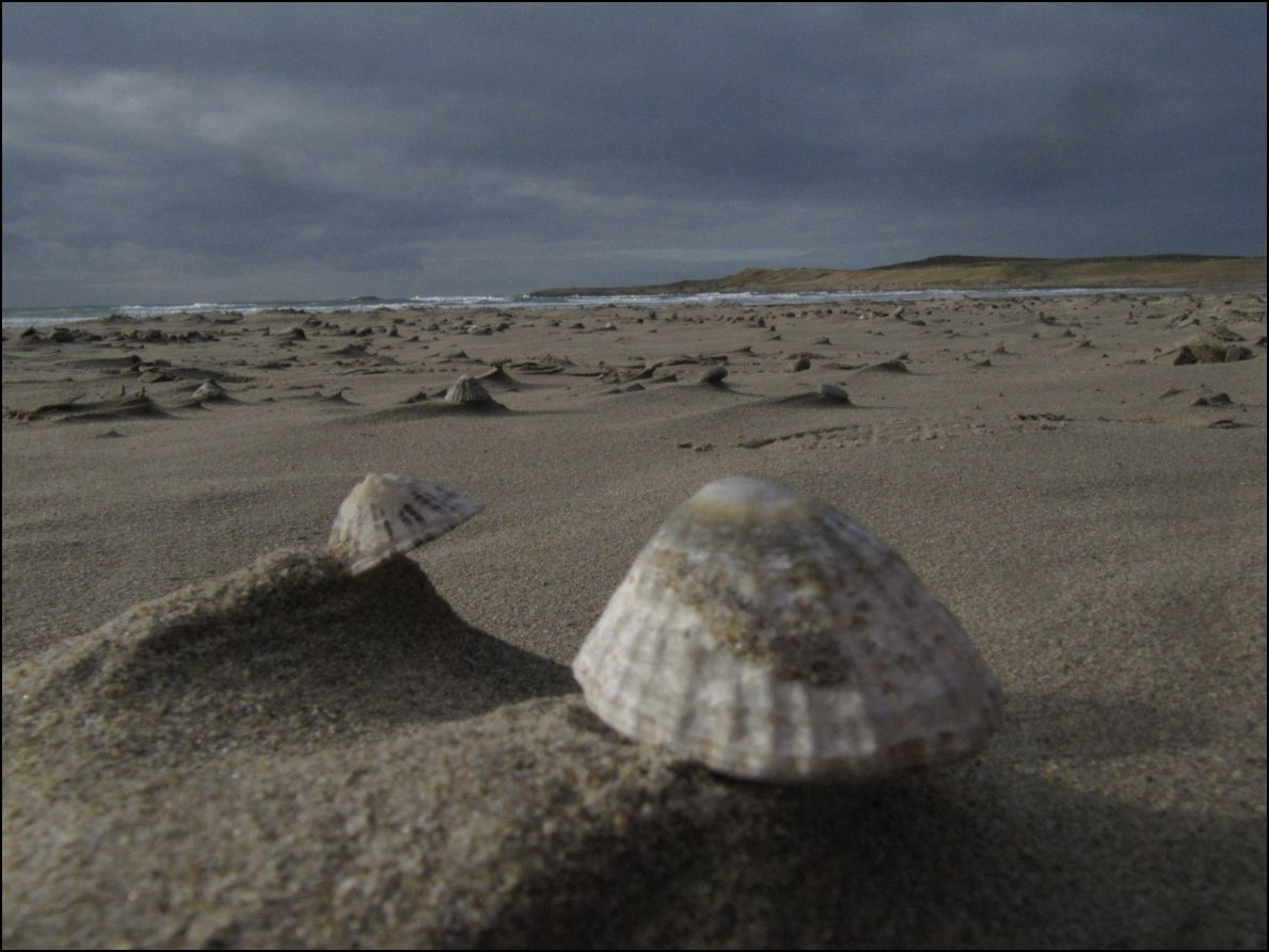 Islay Natural History Trust: Moving sand