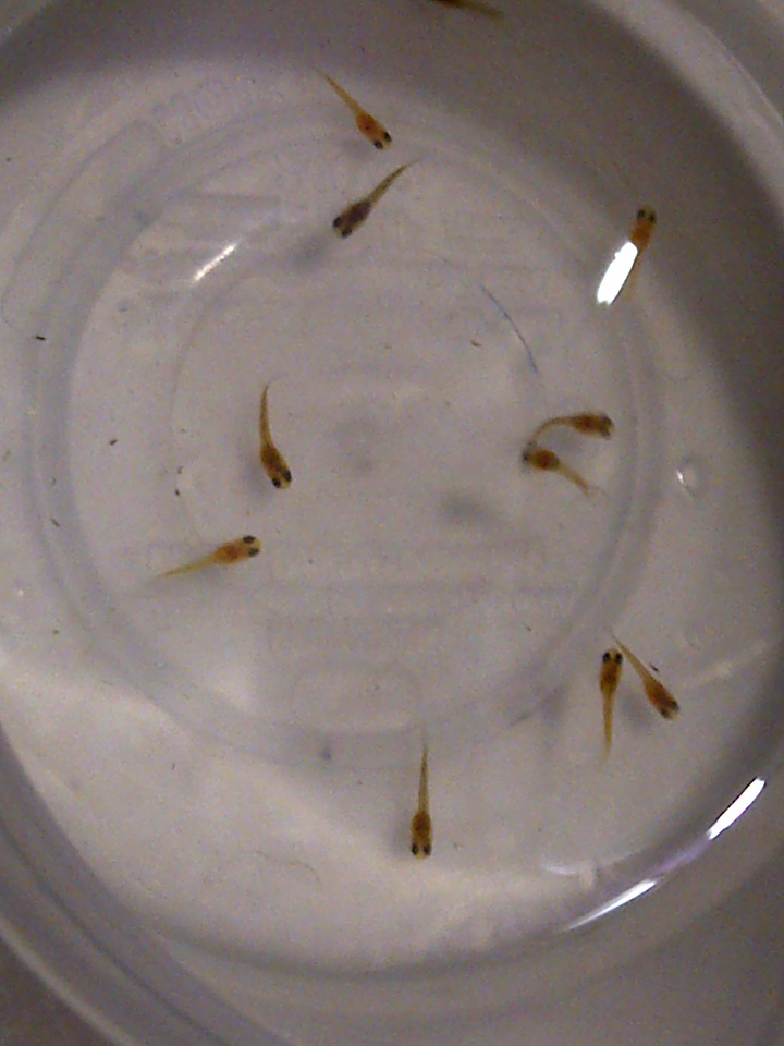 Si de peces quieres aprender este blog tendras que ver ¡!: Lavando la ...